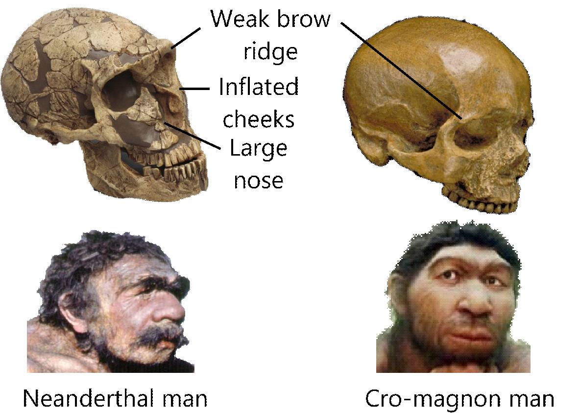 Speciation & Human Evolution: From Apes to Modern Man